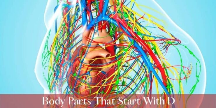Human Body Parts That Start With D -List Explained - FK Gold Standard