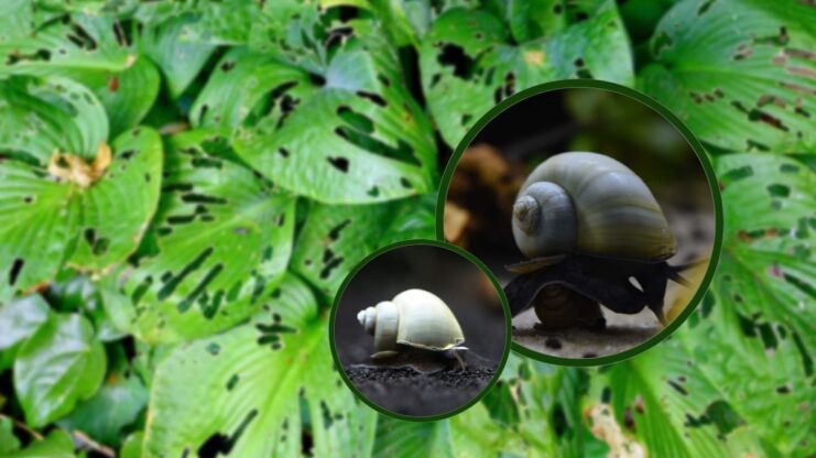 The Amazonian Apple Snail - Alabama's Grossest Invasive Species