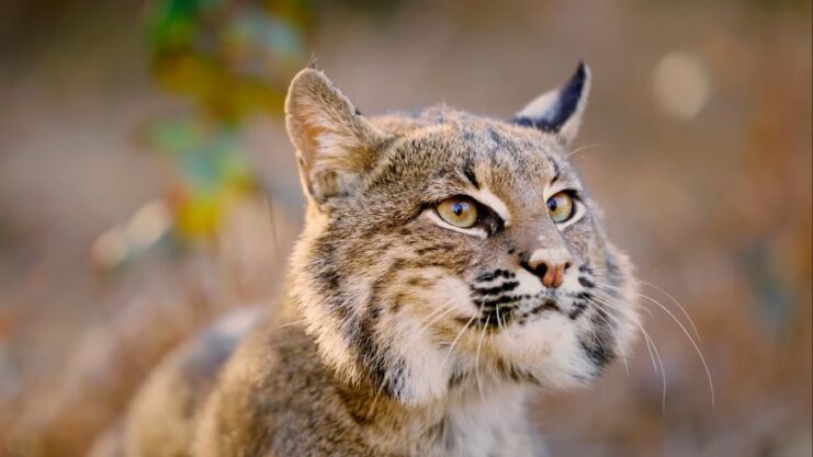 Kentucky's Big Cats: A Look at the 2 Different Types of Wild Cats Found ...