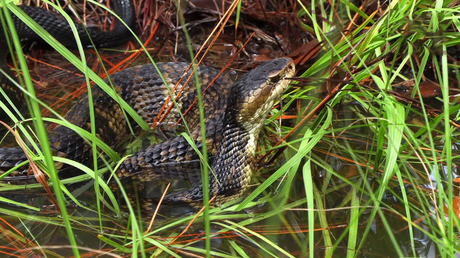 How to Spot and Avoid Kentucky's 4 Deadly Venomous Snakes - Stay Safe ...