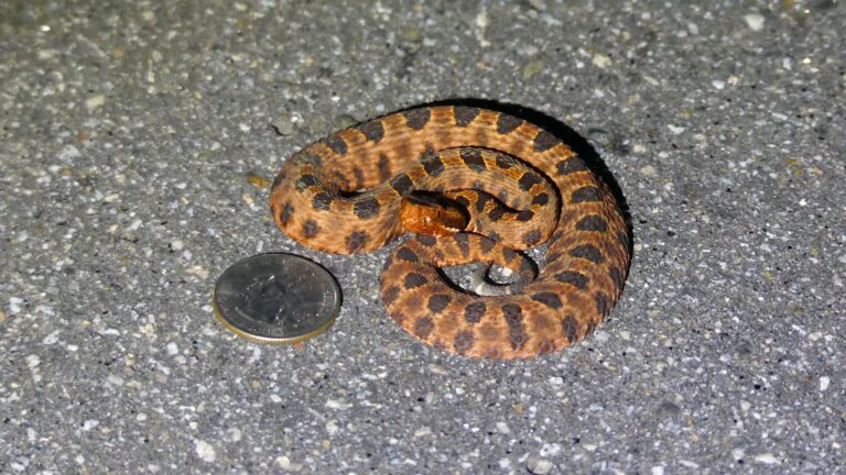 How to Spot and Avoid Kentucky's 4 Deadly Venomous Snakes - Stay Safe ...