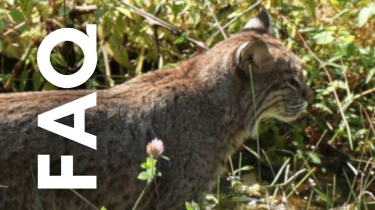 Kentucky's Big Cats: A Look at the 2 Different Types of Wild Cats Found ...