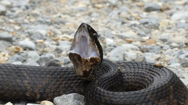How to Spot and Avoid Kentucky's 4 Deadly Venomous Snakes - Stay Safe ...