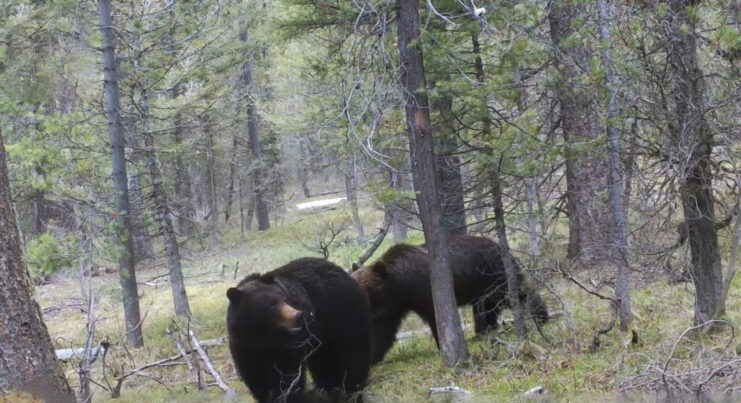 Exploring the Best US States with the Most Bears - Bear Countries