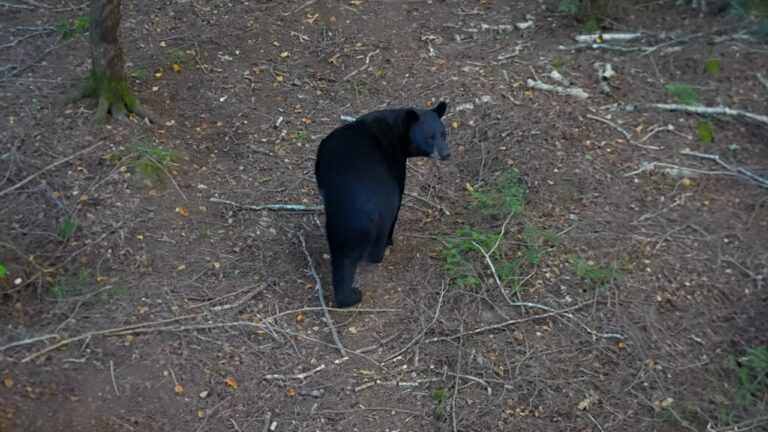 Exploring the Best US States with the Most Bears - Bear Countries