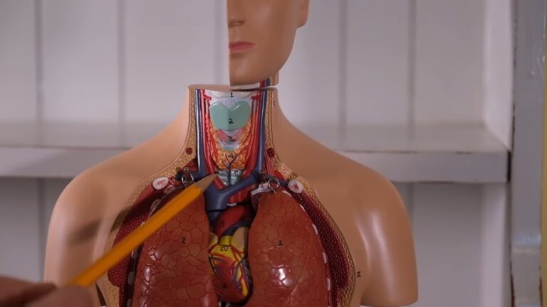 Human Body Parts That Start with G - List Explained