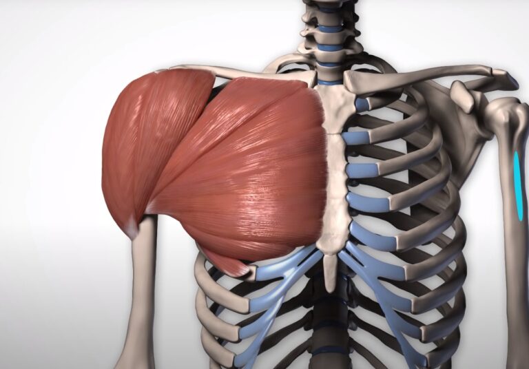 Human Body Parts that Start with C - Alphabet and Anatomy